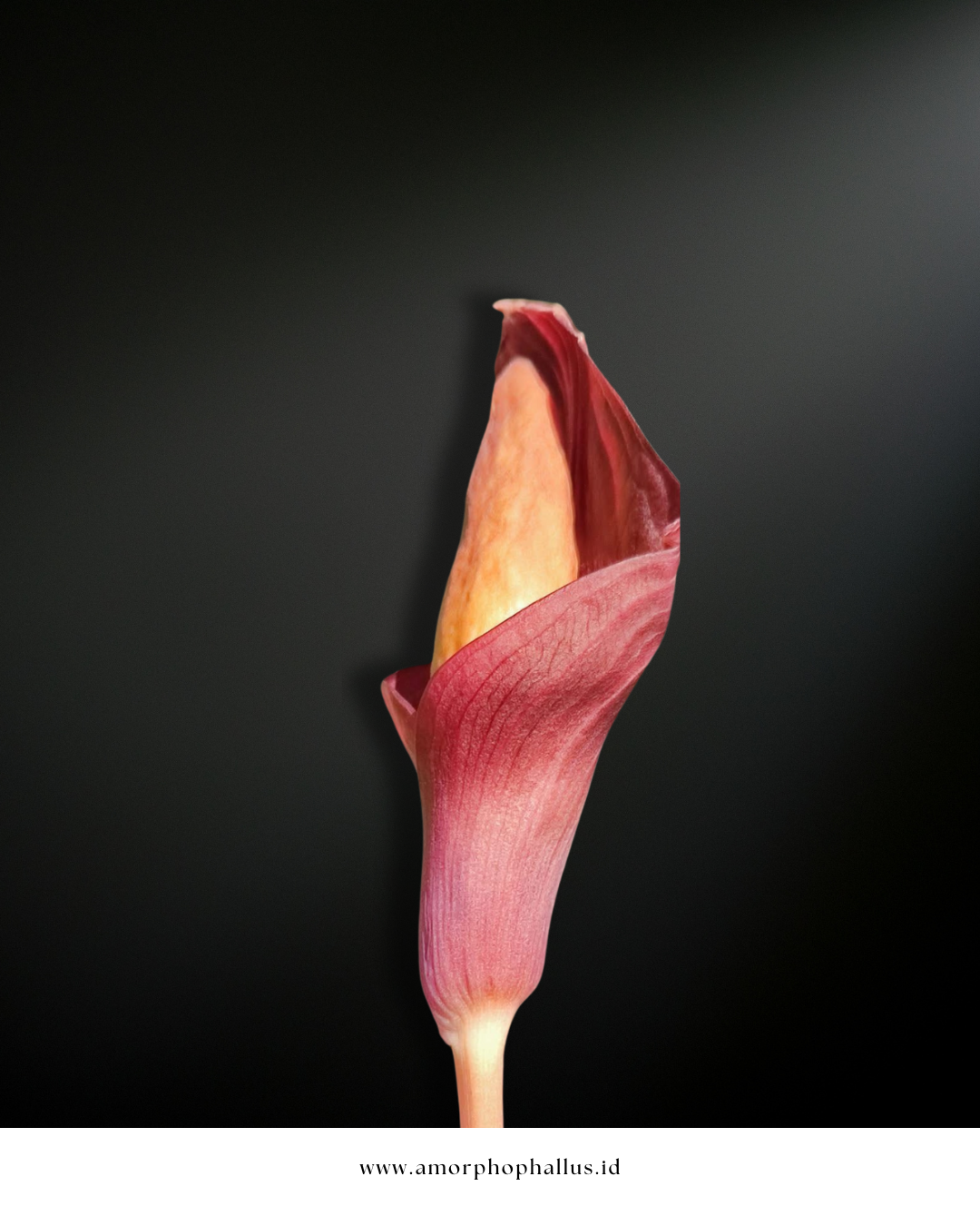 Amorphophallus angulatus - AMORPHOPHALLUS.ID